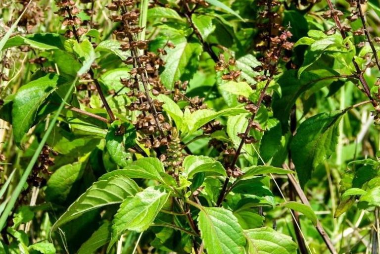 13 ผักยอดนิยม ที่ปลูกผักกินเองได้ ลดค่าใช้จ่าย - phuyings